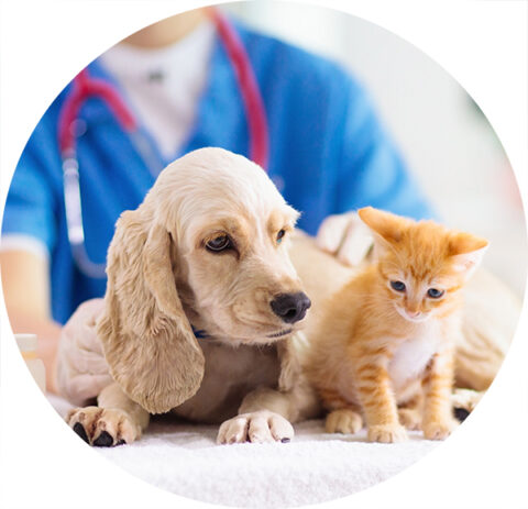 Santa Fe Animal Hospital | Full Service Facility serving dogs, cats and ...